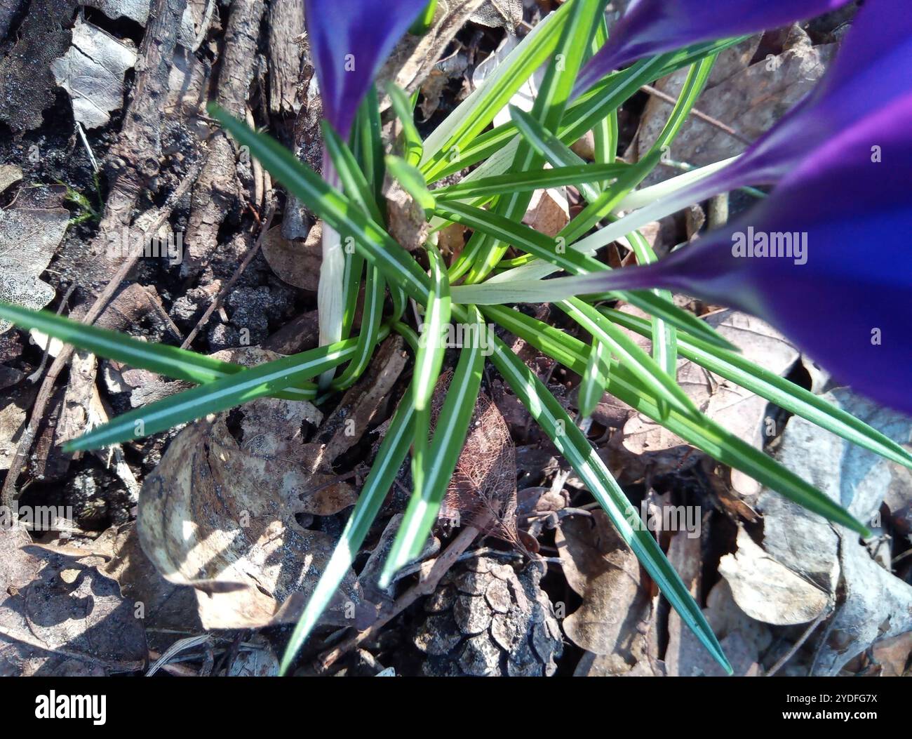 Woodland crocus (Crocus tommasinianus Stock Photo - Alamy