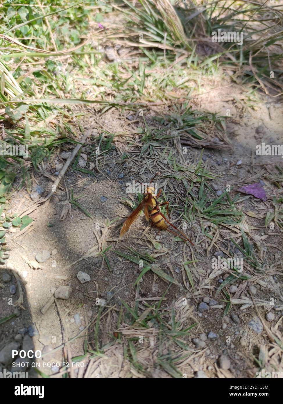 Horse's Paper Wasp (Polistes major Stock Photo - Alamy