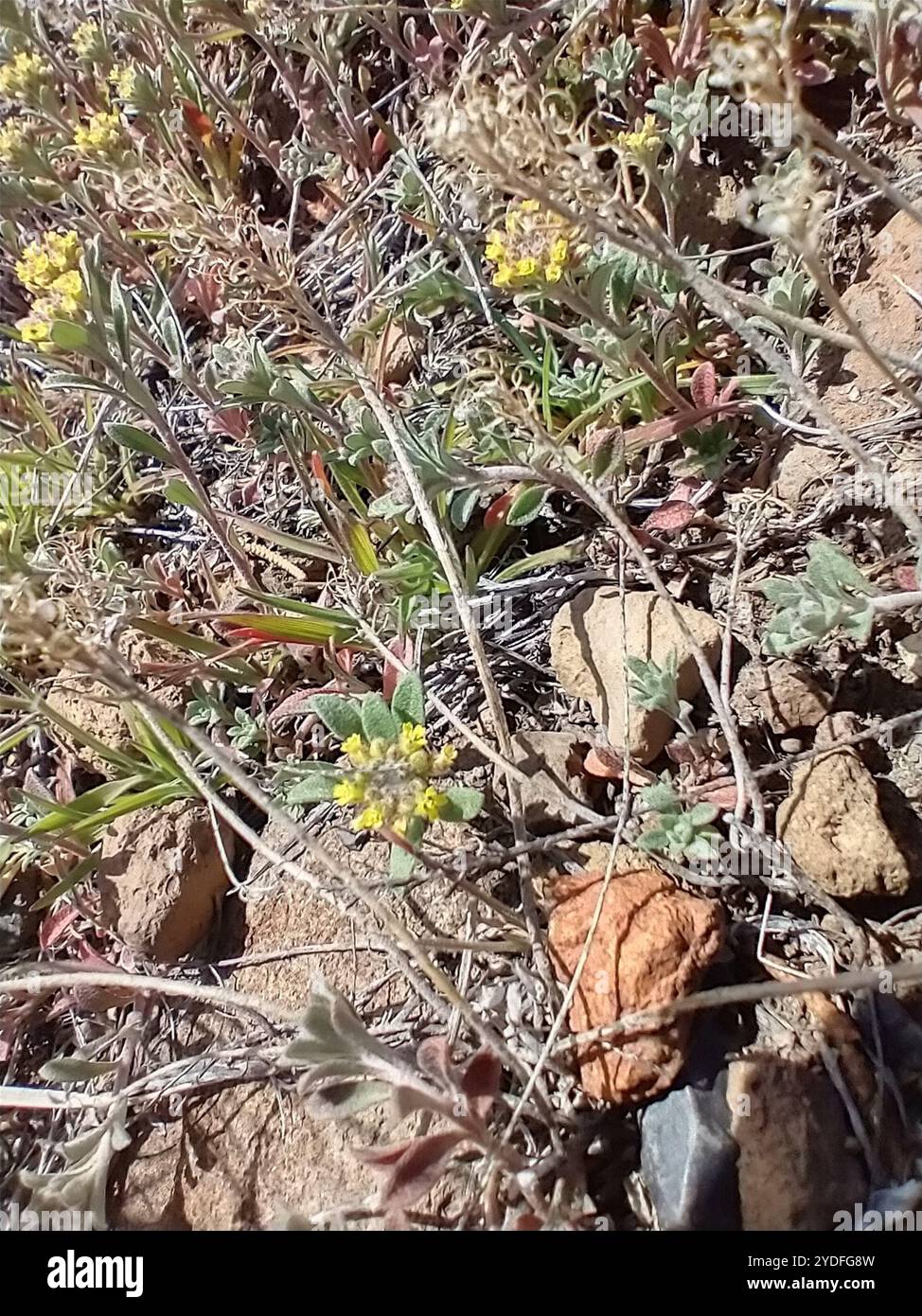 desert madwort (Alyssum desertorum Stock Photo - Alamy