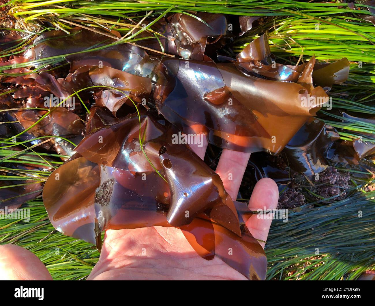 splendid iridescent seaweed (Mazzaella splendens Stock Photo - Alamy