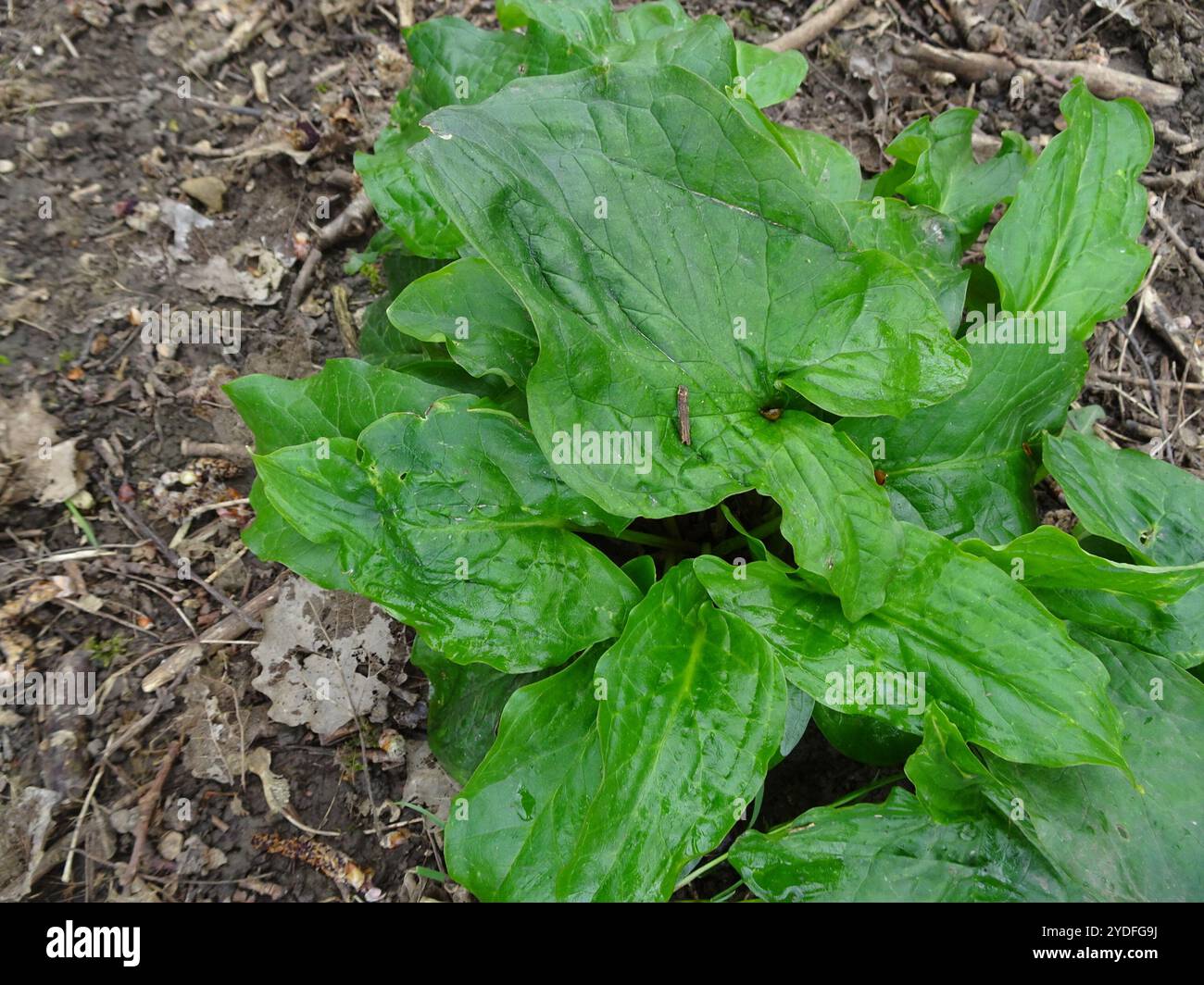 Cuckoo-pint (Arum maculatum Stock Photo - Alamy