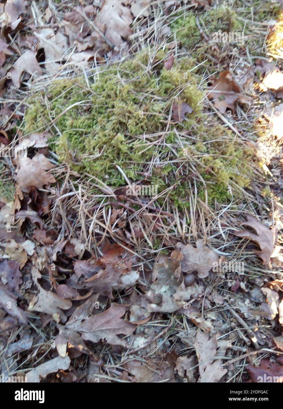 Common striated feather moss hi-res stock photography and images - Alamy