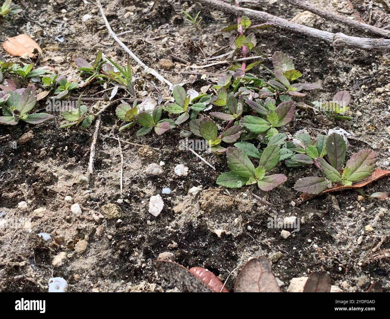 turkey tangle frogfruit (Phyla nodiflora Stock Photo - Alamy