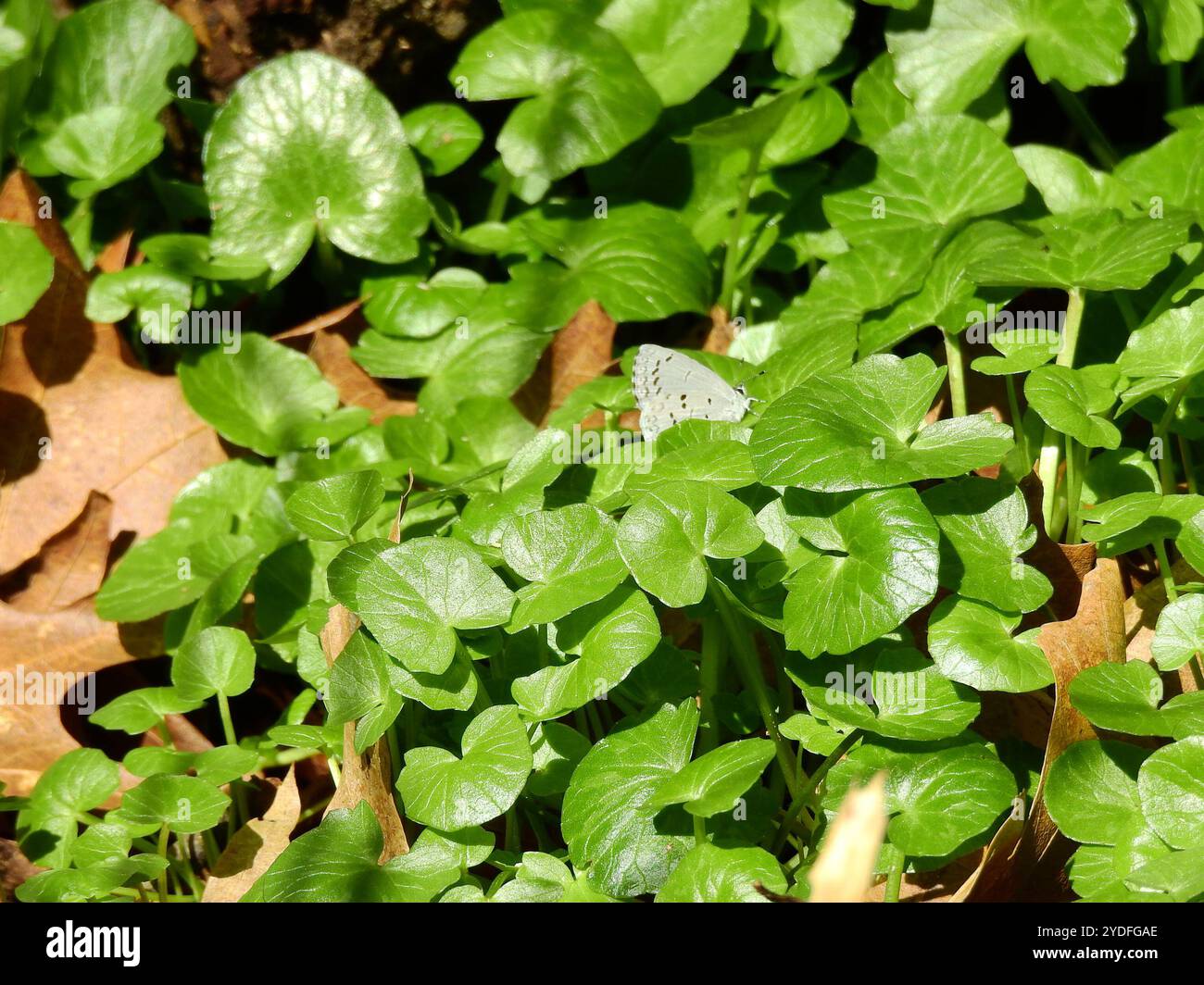 Spring Azure (Celastrina ladon Stock Photo - Alamy
