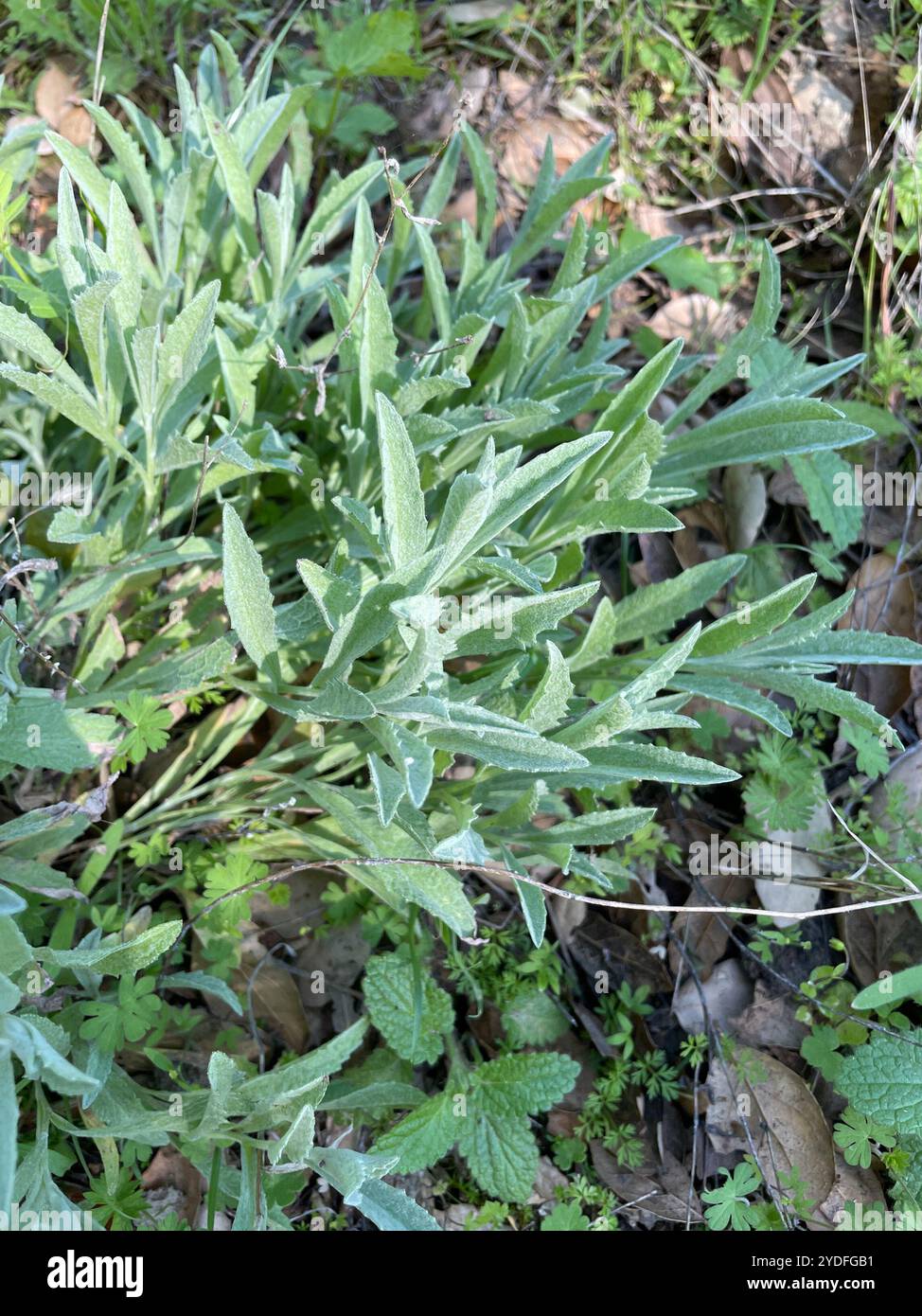 Corethrogyne filaginifolia hi-res stock photography and images - Alamy