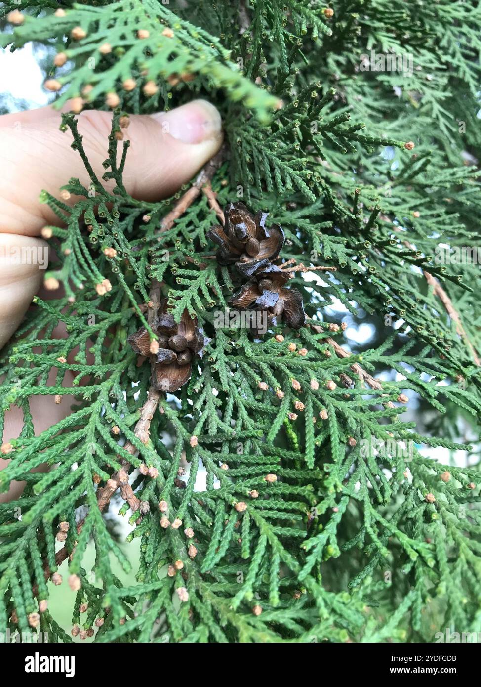 Chinese arborvitae (Platycladus orientalis Stock Photo - Alamy