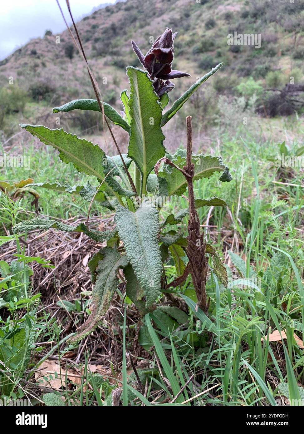 Hummingbird Sage (Salvia spathacea Stock Photo - Alamy