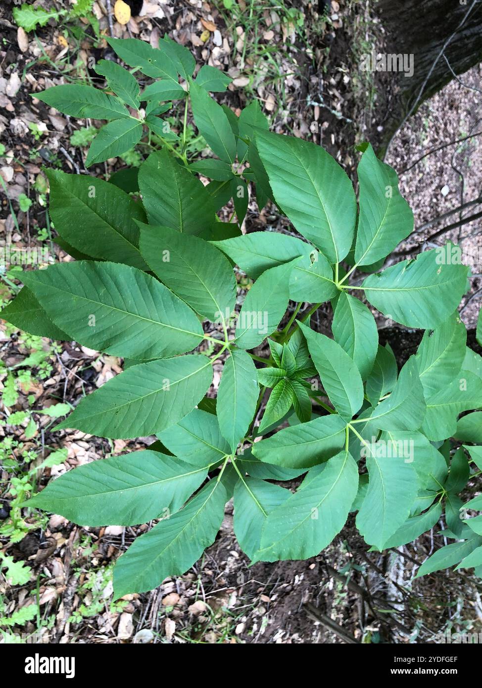 California buckeye (Aesculus californica Stock Photo - Alamy