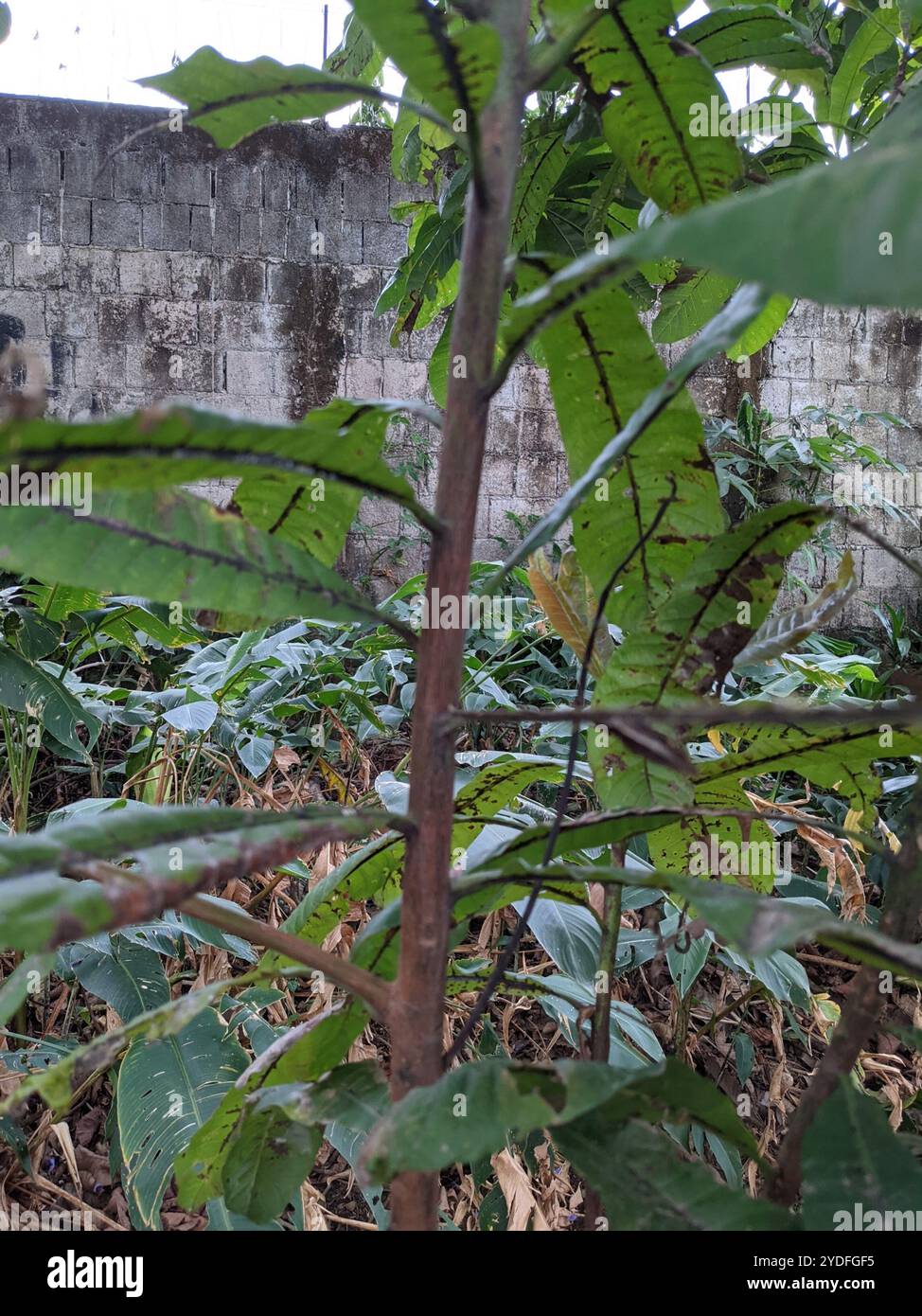 wild cashew (Anacardium excelsum Stock Photo - Alamy