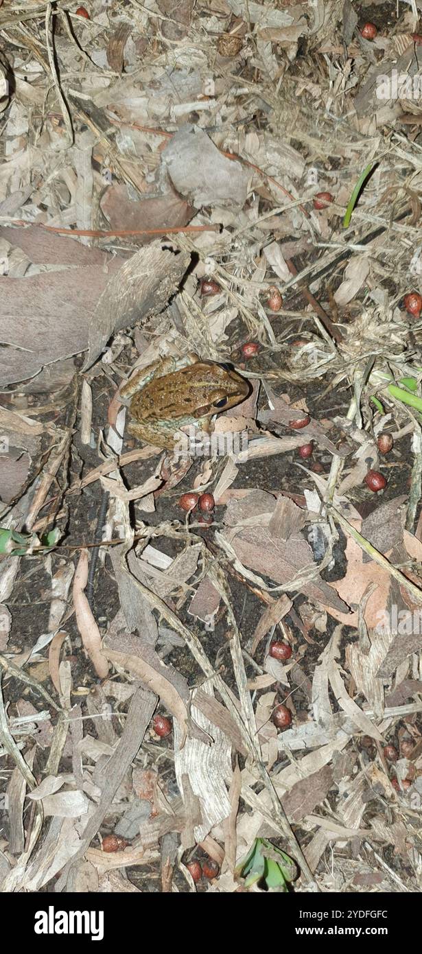 Striped burrowing frog hi-res stock photography and images - Alamy