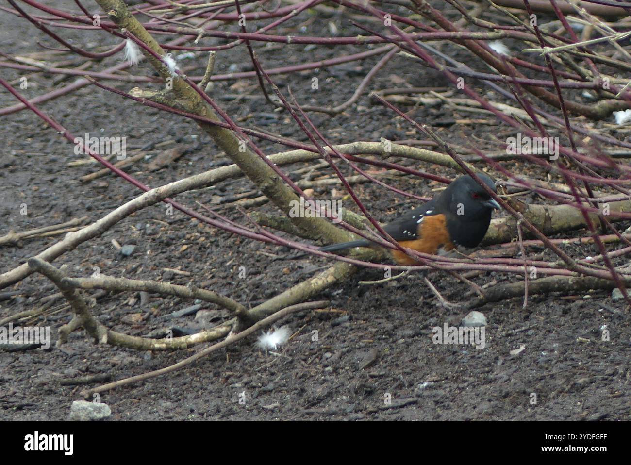 Spotted Towhee (Pipilo maculatus Stock Photo - Alamy