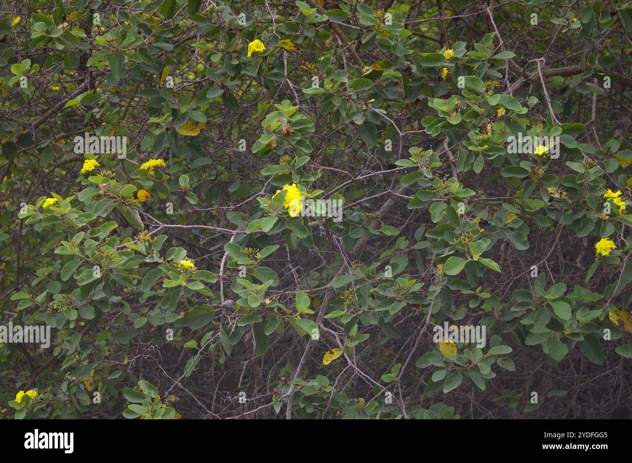 yellow geiger (Cordia lutea Stock Photo - Alamy