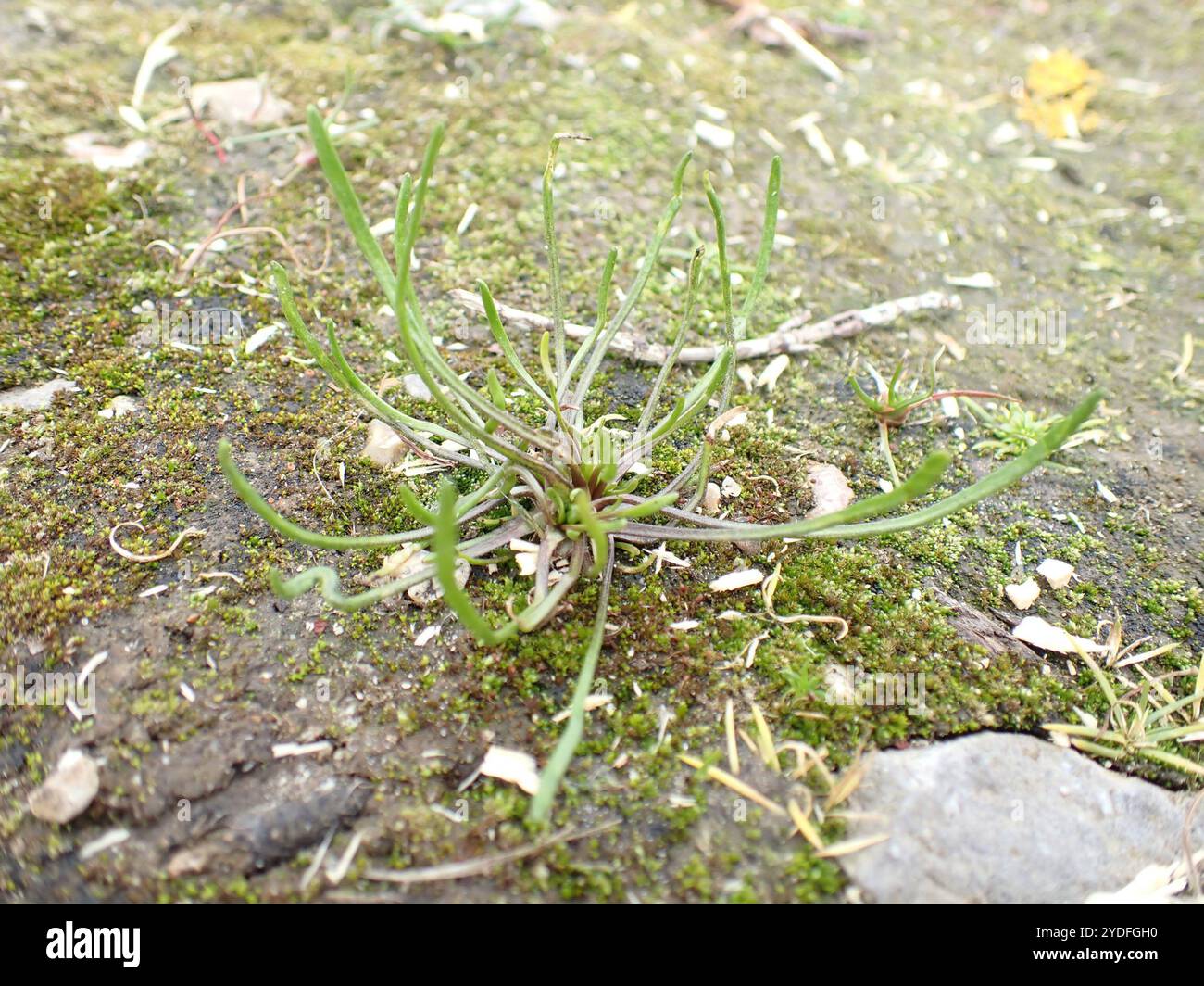 Tiny Mousetail (Myosurus minimus Stock Photo - Alamy
