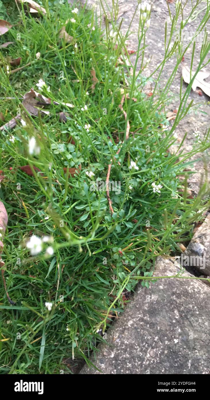 hairy bittercress (Cardamine hirsuta Stock Photo - Alamy