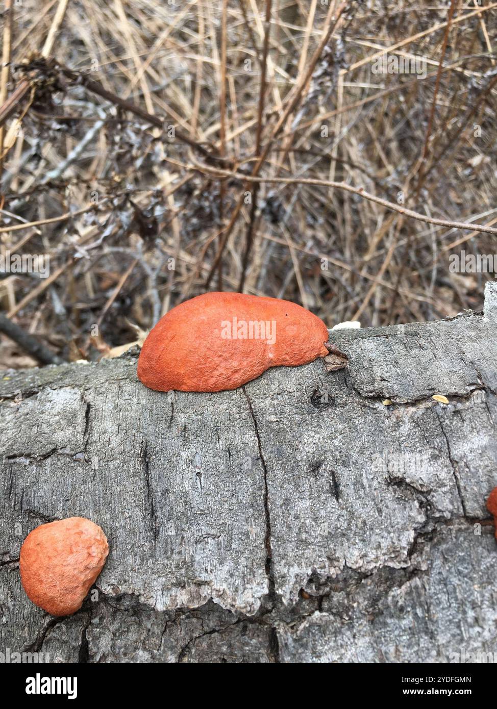 Northern Cinnabar Polypore (Trametes cinnabarina Stock Photo - Alamy