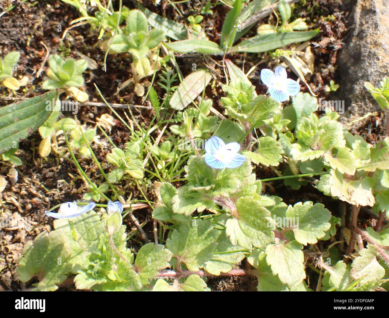 bird's-eye speedwell (Veronica persica Stock Photo - Alamy