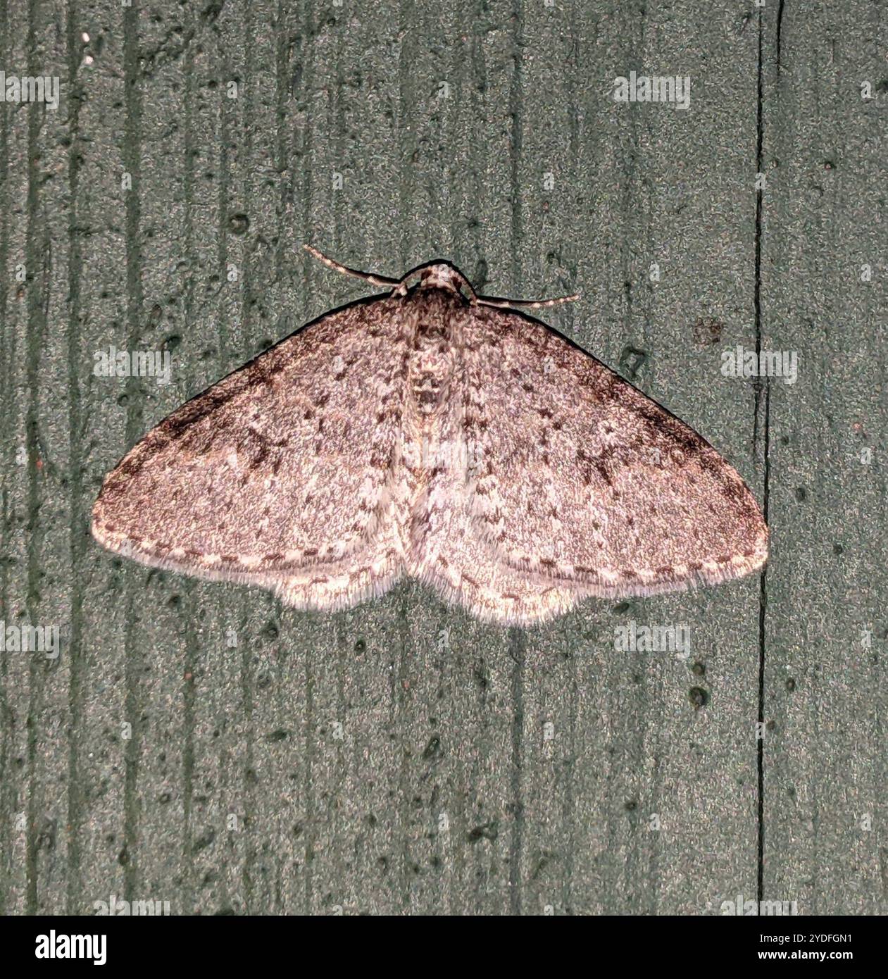 Pearsall's Carpet Moth (Venusia pearsalli Stock Photo - Alamy