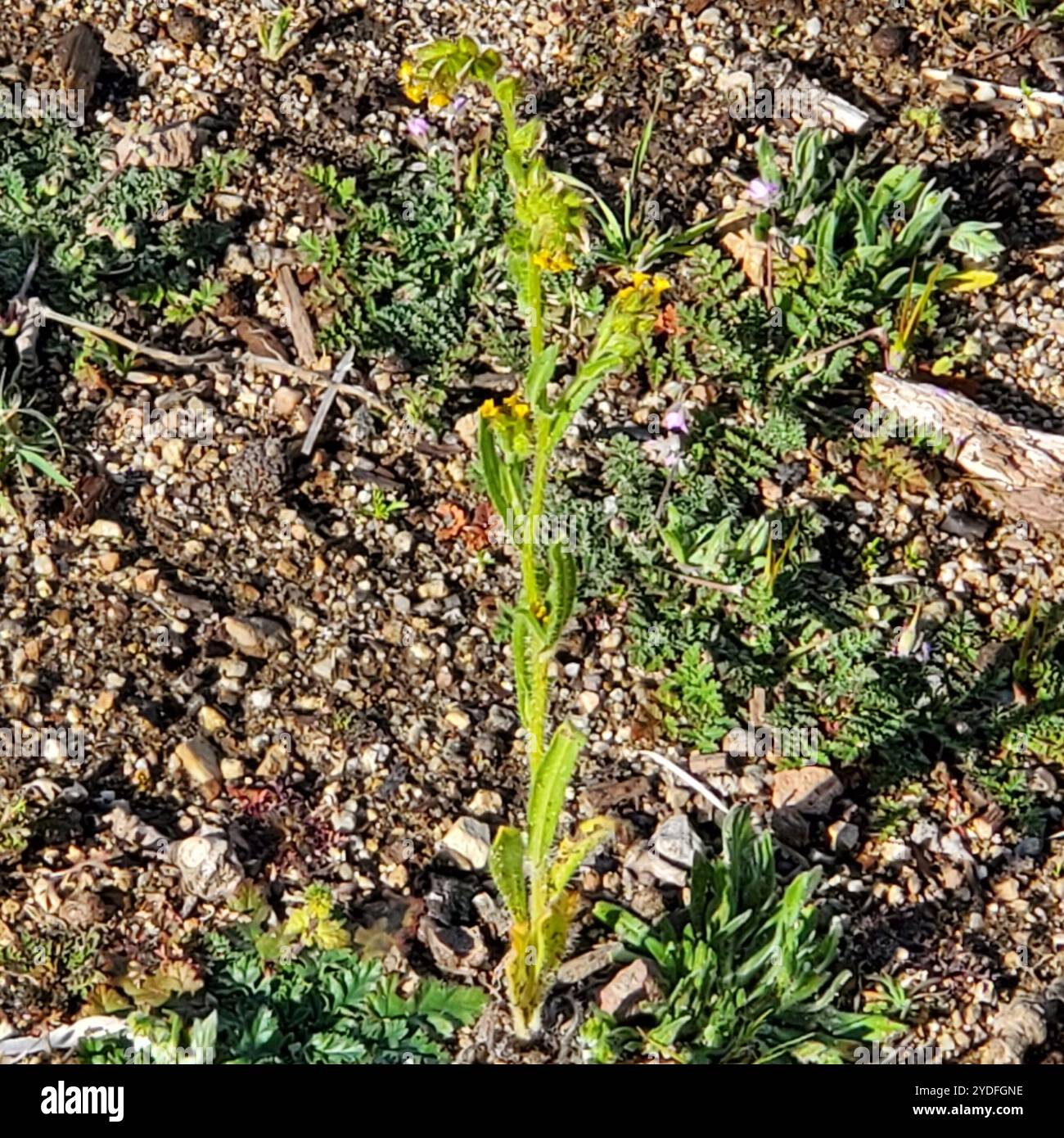 Amsinckia spectabilis hi-res stock photography and images - Alamy