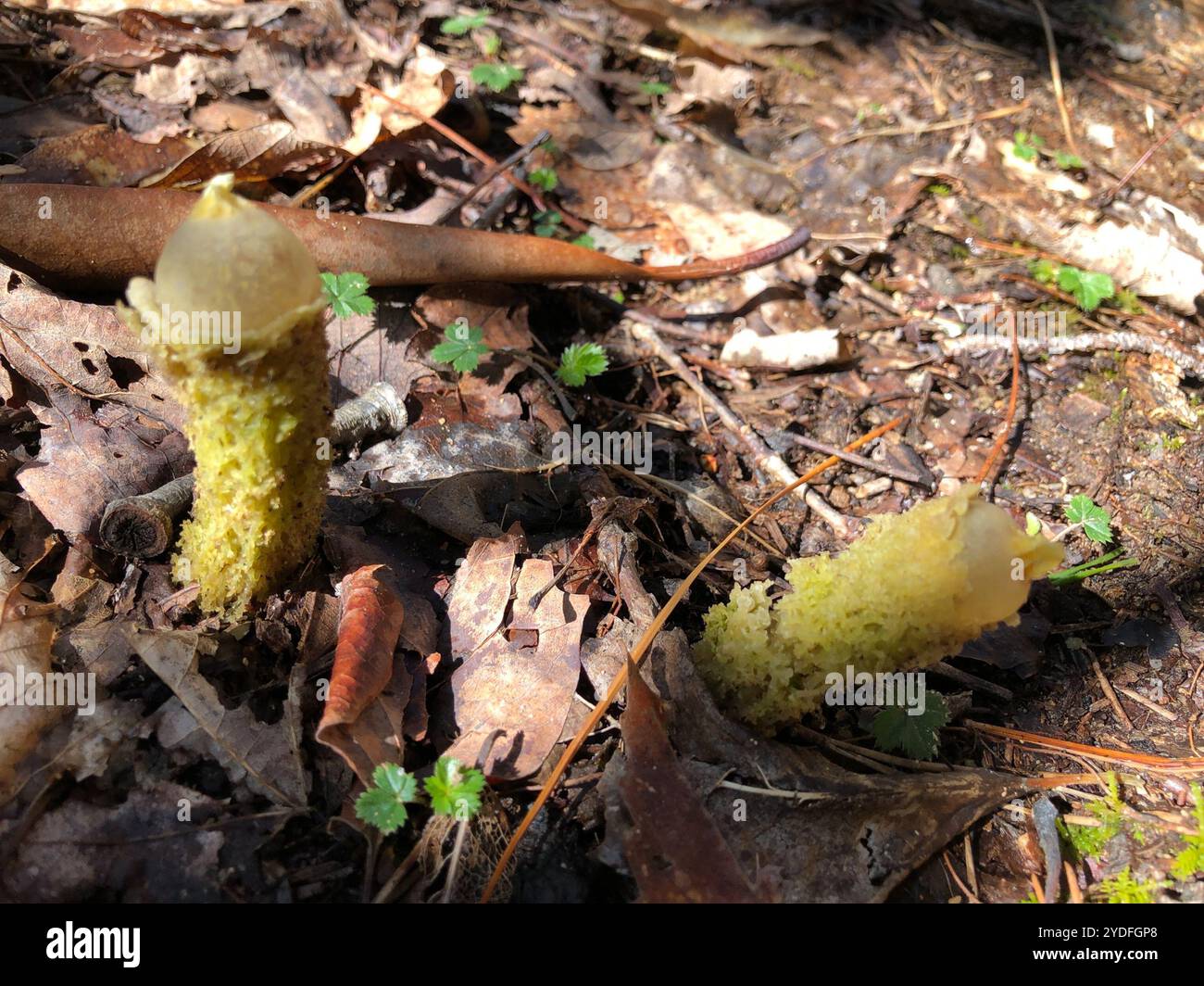 Calostoma hi-res stock photography and images - Alamy