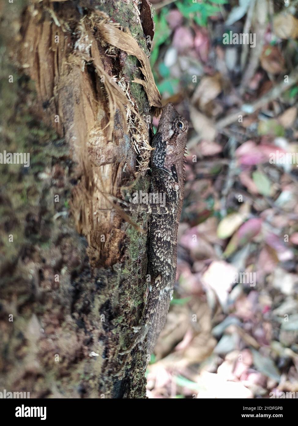 Roux's Forest Lizard (Monilesaurus rouxii Stock Photo - Alamy