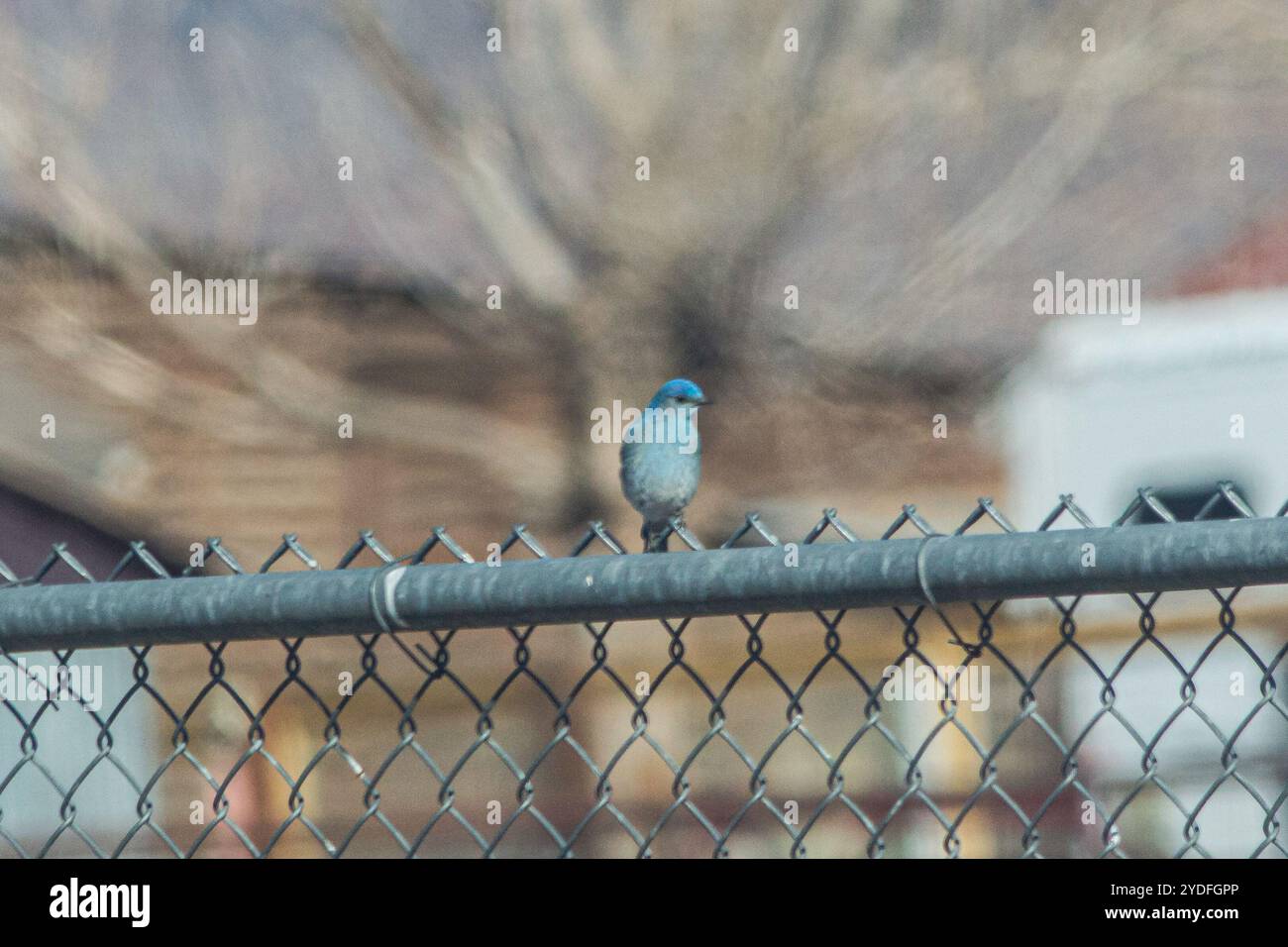Mountain Bluebird (Sialia currucoides Stock Photo - Alamy