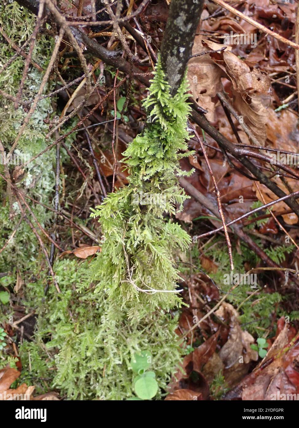 Oregon Beaked Moss (Kindbergia oregana Stock Photo - Alamy