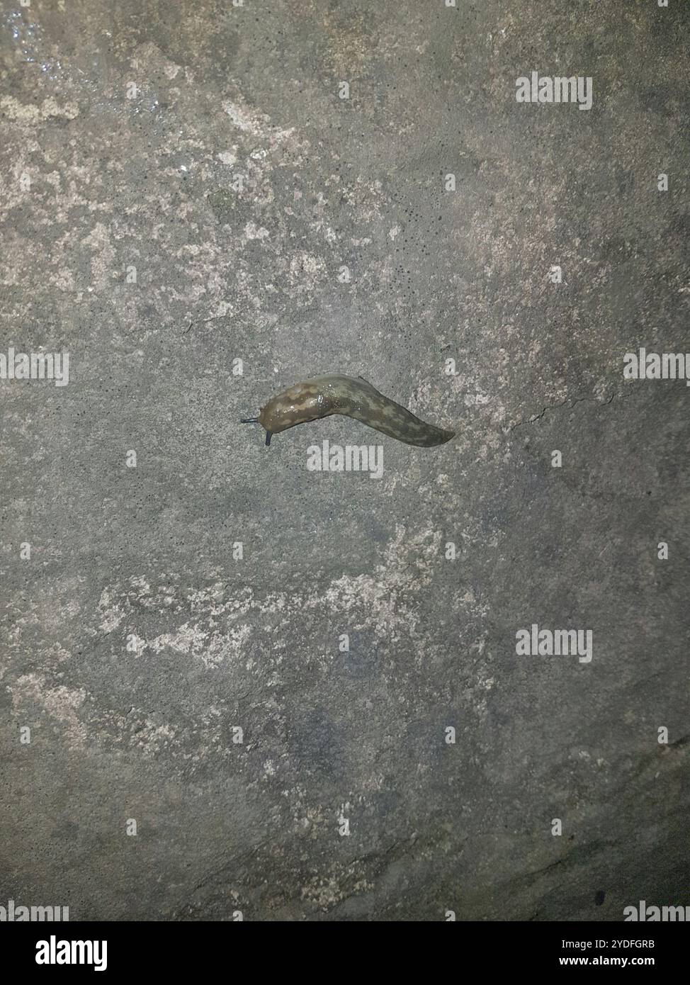 Green Cellar Slug (Limacus maculatus Stock Photo - Alamy