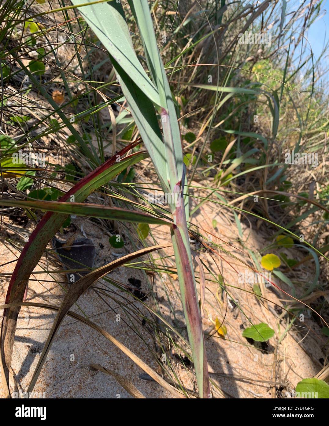 Bitter panicgrass hi-res stock photography and images - Alamy