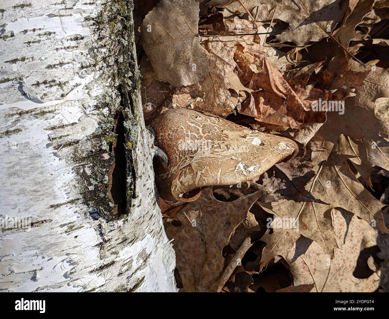birch polypore (Fomitopsis betulina Stock Photo - Alamy