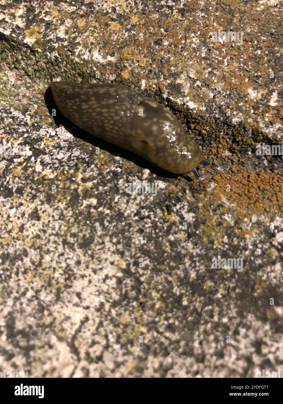 Yellow Cellar Slug (Limacus flavus Stock Photo - Alamy