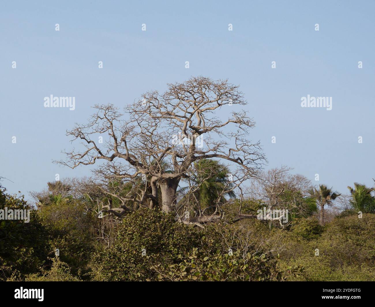 African baobab (Adansonia digitata Stock Photo - Alamy