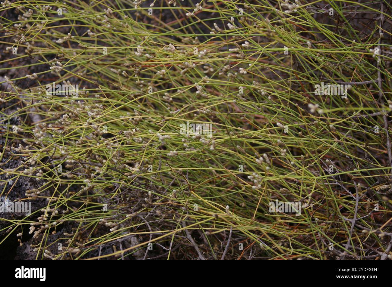 threadleaf chaff flower (Alternanthera filifolia Stock Photo - Alamy