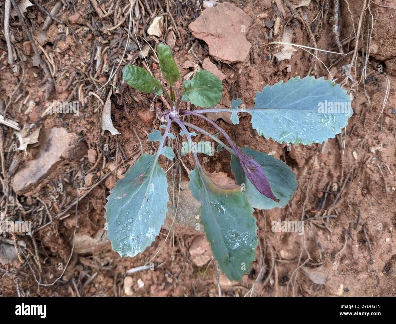 Multilobata hi-res stock photography and images - Alamy