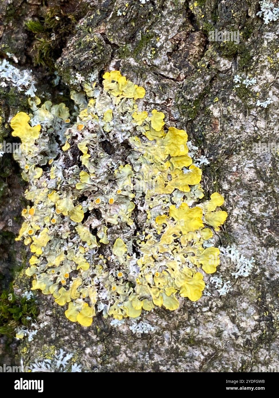 Common Sunburst Lichen (Xanthoria parietina Stock Photo - Alamy
