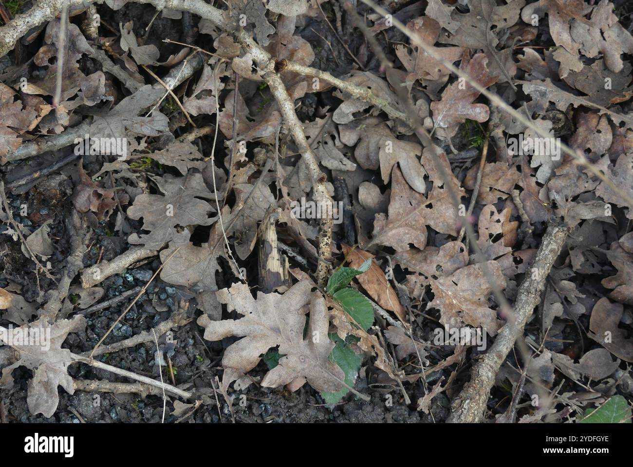 Oregon oak (Quercus garryana Stock Photo - Alamy