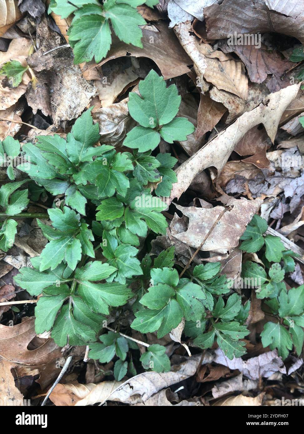Appalachian waterleaf (Hydrophyllum virginianum atranthum Stock Photo ...