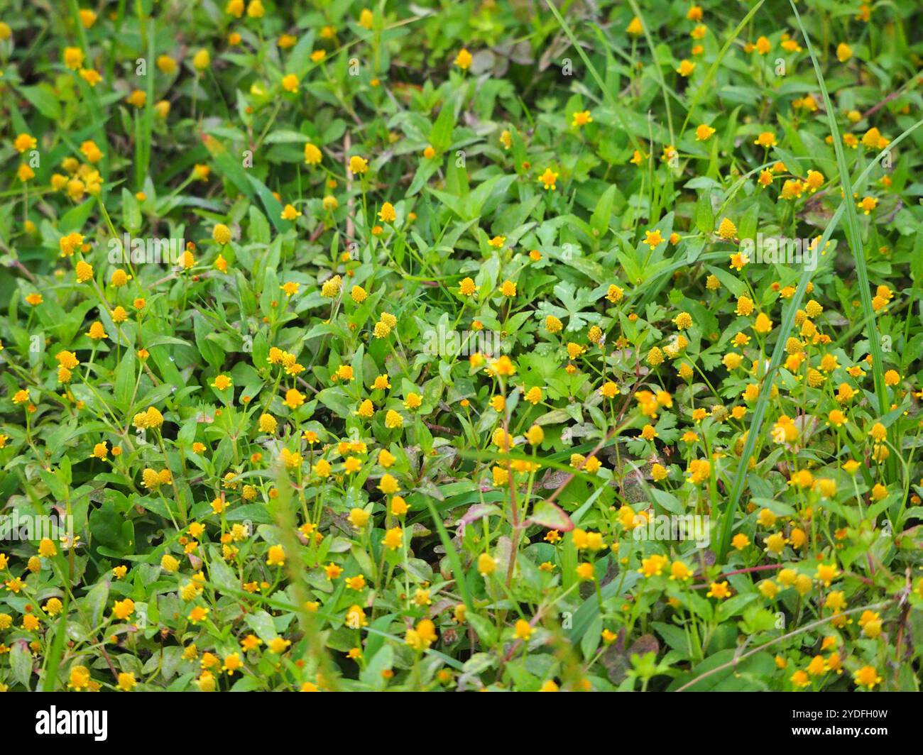 Para cress hi-res stock photography and images - Alamy