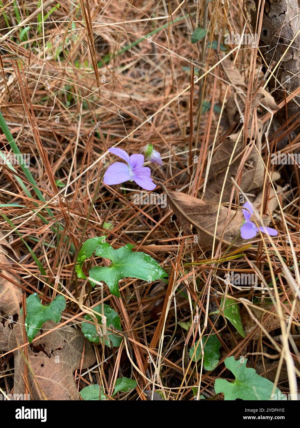 three-lobed violet (Viola palmata Stock Photo - Alamy