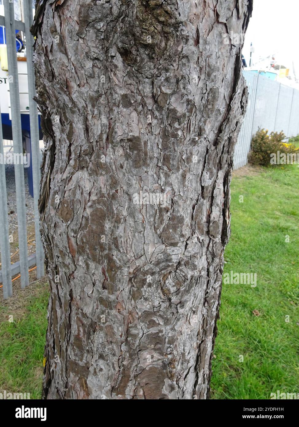 maritime pine (Pinus pinaster Stock Photo - Alamy