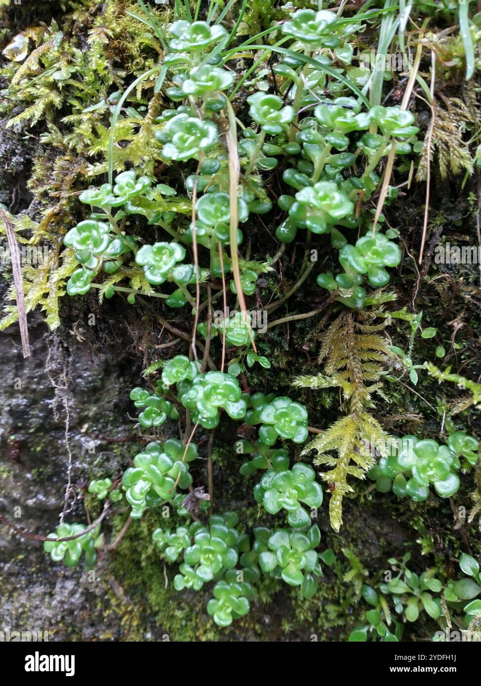 Oregon Stonecrop (Sedum oreganum Stock Photo - Alamy