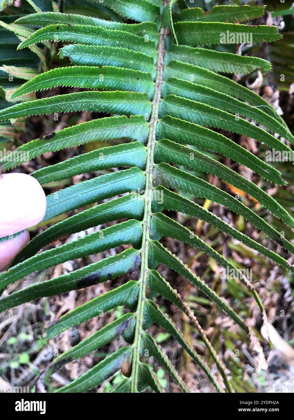 western sword fern (Polystichum munitum Stock Photo - Alamy