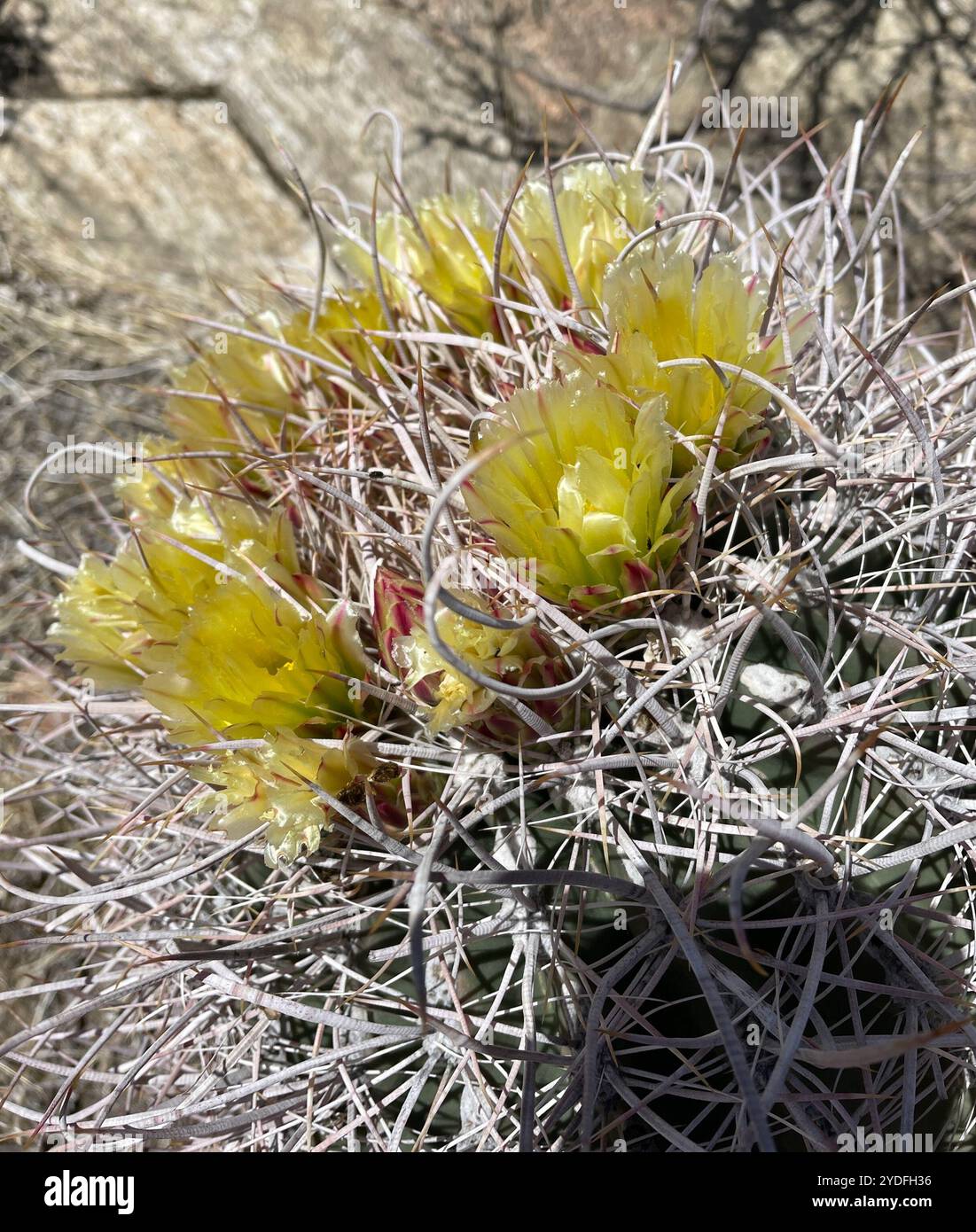 California Barrel Cactus (Ferocactus cylindraceus Stock Photo - Alamy