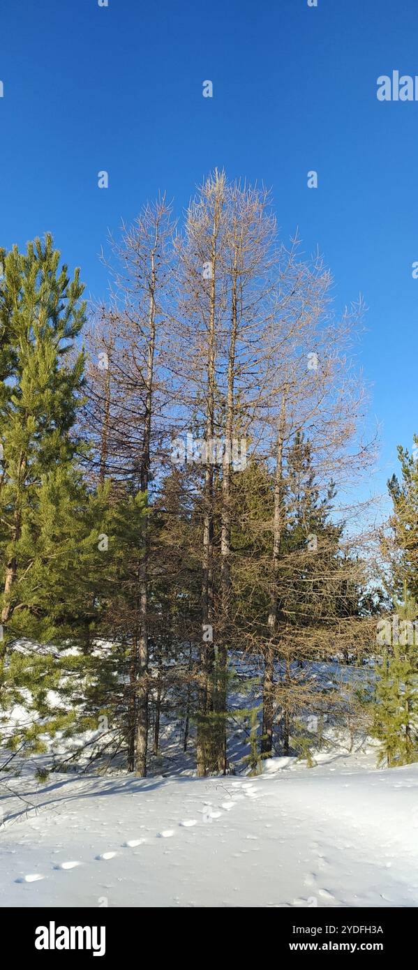 Siberian larch (Larix sibirica Stock Photo - Alamy