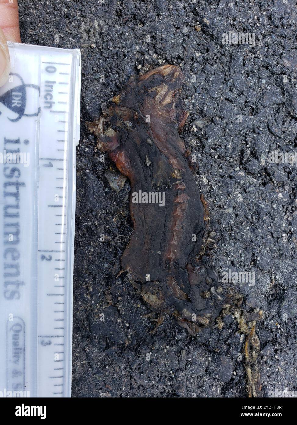 Pacific Newts (Taricha Stock Photo - Alamy