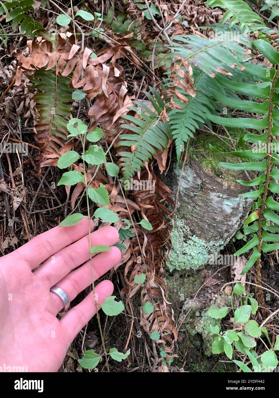 yerba buena (Clinopodium douglasii Stock Photo - Alamy