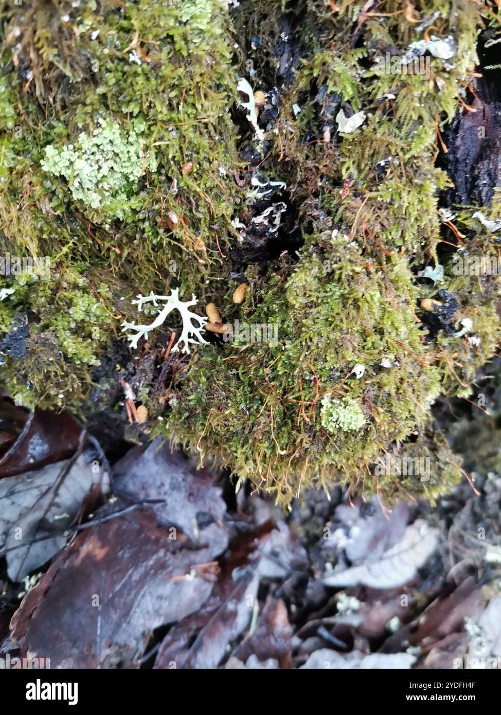 Siberian Flying Squirrel (Pteromys volans Stock Photo - Alamy