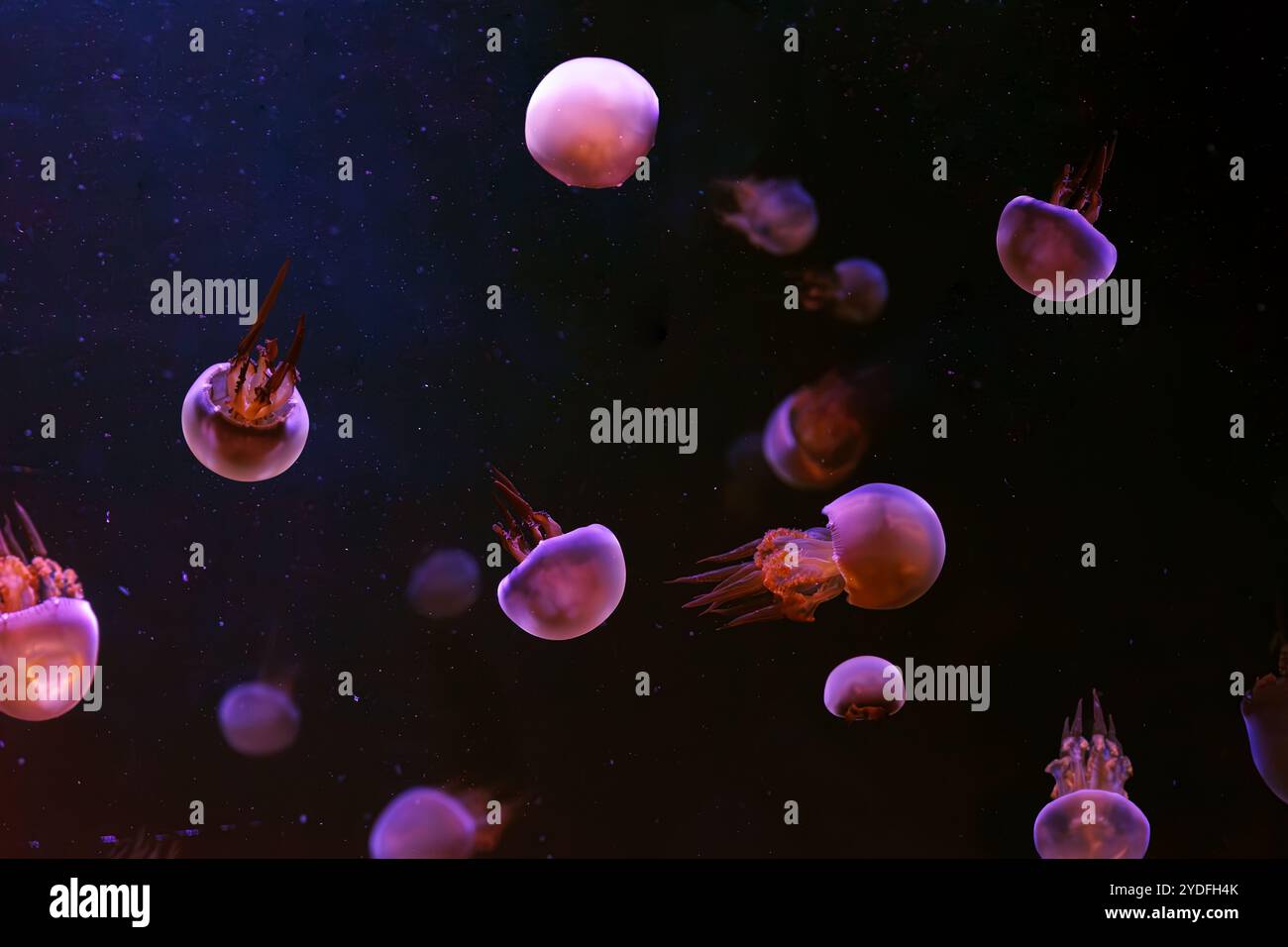 Group of jellyfish swimming underwater aquarium pool illuminated with ...