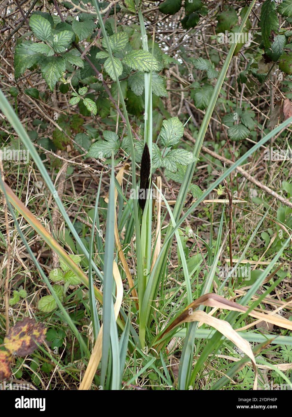 Greater Pond-sedge (Carex riparia Stock Photo - Alamy