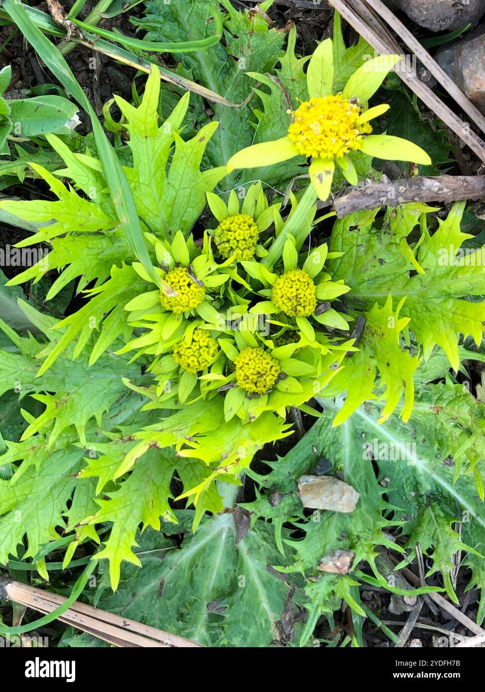 Sanicula arctopoides hi-res stock photography and images - Alamy