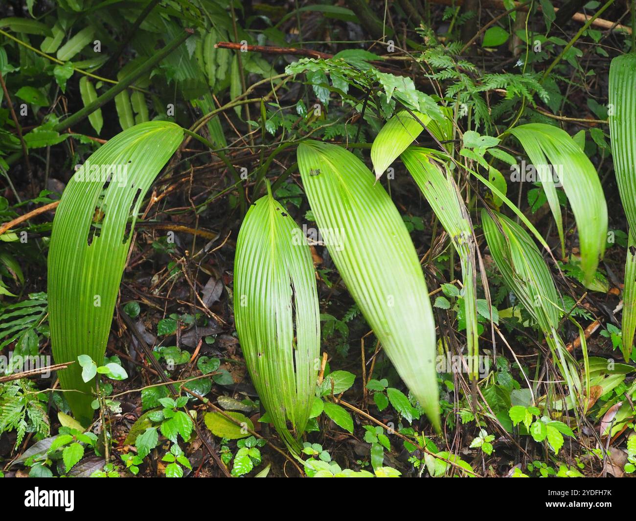Capitulata palm hi-res stock photography and images - Alamy